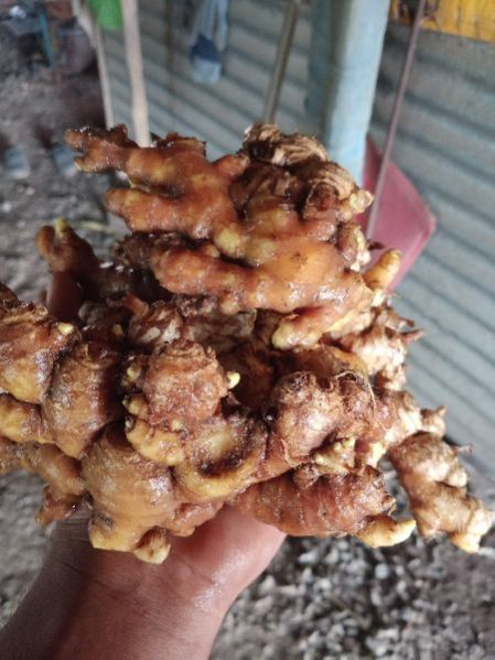 Ginger Dealers in Kolshet Road, Thane | Fresh Ginger Suppliers ...