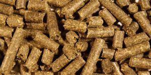 Animal Feed Dealers in Shakarpur, Delhi | Animal Feed Suppliers ...