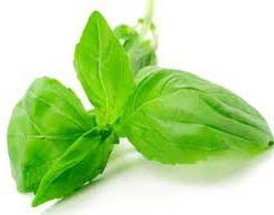 Holy Basil Extract Dealers in Secunderabad | Holy Basil Extract ...